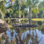 Crocodiles and Turtles Ecological Tour - Why This Tour Stands Out