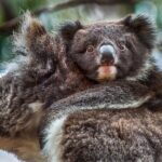 CRUISE SHIP Wildlife Tour - Practical Considerations and Tips