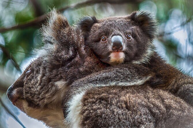 CRUISE SHIP Wildlife Tour - Practical Considerations and Tips
