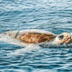 Cruise with Dolphins in Byron Bay - Who Will Love This Tour?