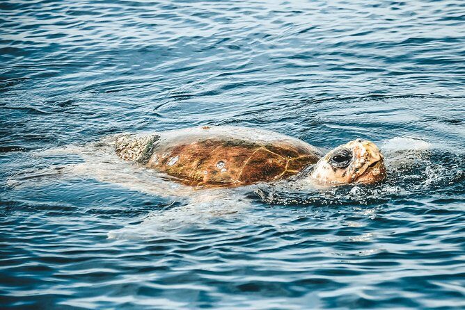 Cruise with Dolphins in Byron Bay - Who Will Love This Tour?