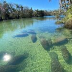 Crystal River Boat and Nature Tour - Authentic Experiences and Real Traveler Impressions
