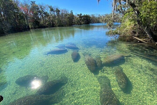 Crystal River Boat and Nature Tour - Authentic Experiences and Real Traveler Impressions