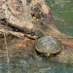 Crystal River: Manatee Season Tour w/ Free Photo Package - The Sum Up