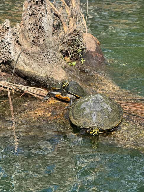 Crystal River: Manatee Season Tour w/ Free Photo Package - The Sum Up