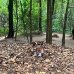 Cu Chi Tunnels Tour: Learn More About Vietnam War History - Is it Worth the Price?