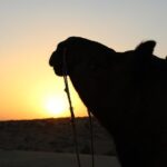 Cultural Show in Great Thar Desert - Analyzing the Value
