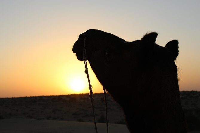 Cultural Show in Great Thar Desert - Analyzing the Value