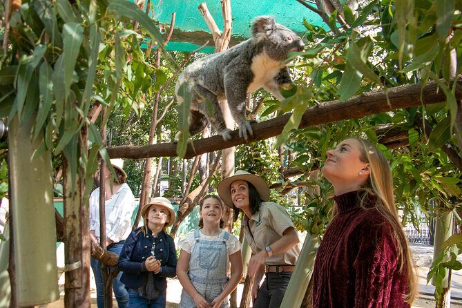Currumbin Wildlife Sanctuary General Entry Ticket - Who Should Visit Currumbin Wildlife Sanctuary?