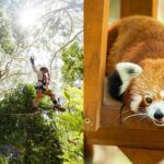 Currumbin Wildlife Sanctuary Pass + The Treetop Challenge - Why This Tour Works for Different Travelers