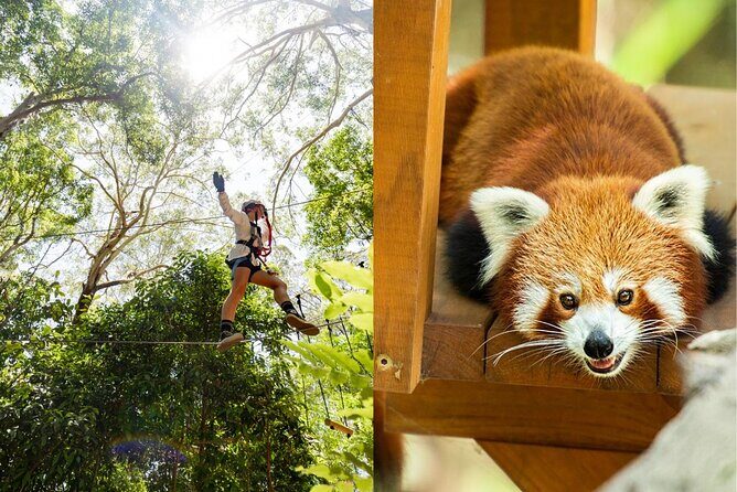 Currumbin Wildlife Sanctuary Pass + The Treetop Challenge - Why This Tour Works for Different Travelers