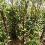 Currumbin Wildlife Sanctuary & TreeTop Challenge Combo - Practical Details: What to Bring and What to Know