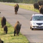 Custer State Park Wildlife Loop and Needles Highway Shared Tour - A Detailed Look at the Experience