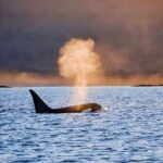 Customizable Private Wildlife Tour - What the Tour Looks Like: A Step-by-Step Breakdown