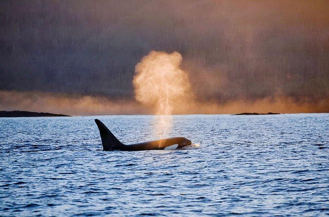 Customizable Private Wildlife Tour - What the Tour Looks Like: A Step-by-Step Breakdown