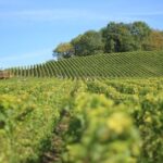 Customized private winery day tour in Yarra Valley at your own choices - Who Should Consider This Tour?