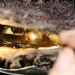 Cygnet Bay Pearl Farm Behind-the-Scenes Tour & Live Harvest - A Genuine Look at the Cygnet Bay Pearl Farm Tour