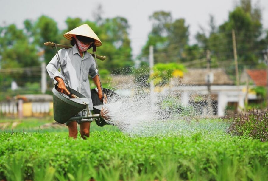 Da Nang: Experiencing the local lifestyle in Hoi An fullday - What We Think: The Balance of Value and Authenticity