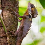 Daintree Ancient Giants Easy Rainforest Hike, Beach, Swim & Lunch - Who Will Love This?