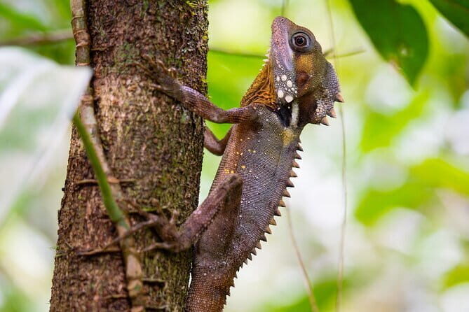 Daintree Ancient Giants Easy Rainforest Hike, Beach, Swim & Lunch - Who Will Love This?