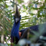 Daintree, Cape Tribulation & River Cruise from Port Douglas - Pickup and Introduction