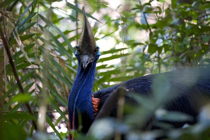 Daintree, Cape Tribulation & River Cruise from Port Douglas - Pickup and Introduction