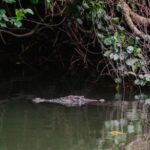 Daintree: Guided Daintree River Wildlife Cruise - Visiting the Private Wildlife Boutique Facility