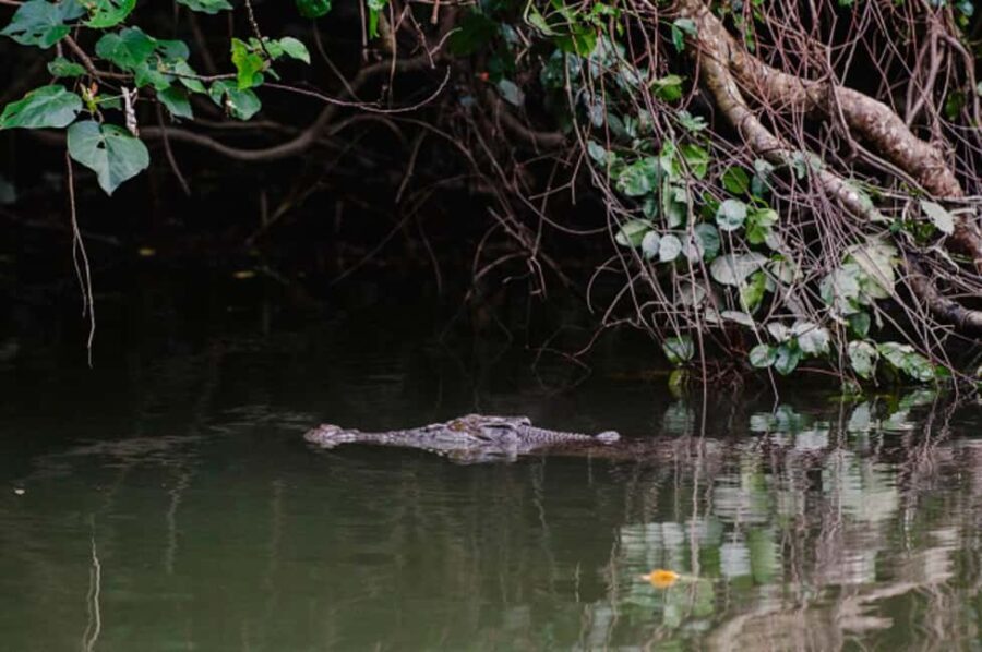 Daintree: Guided Daintree River Wildlife Cruise - Visiting the Private Wildlife Boutique Facility