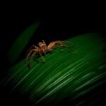 Daintree Rainforest Night Walk in Cape Tribulation - Key Points
