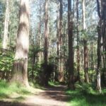 Dandenong Ranges Private Day Tour - Why Travelers Find This Tour Valuable