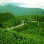 Darjeeling Himalayan Tea Tour - Why This Tour Represents Great Value