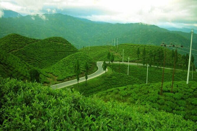 Darjeeling Himalayan Tea Tour - Why This Tour Represents Great Value