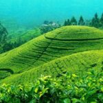 Darjeeling Tea Garden Tour - Who Should Consider This Tour?