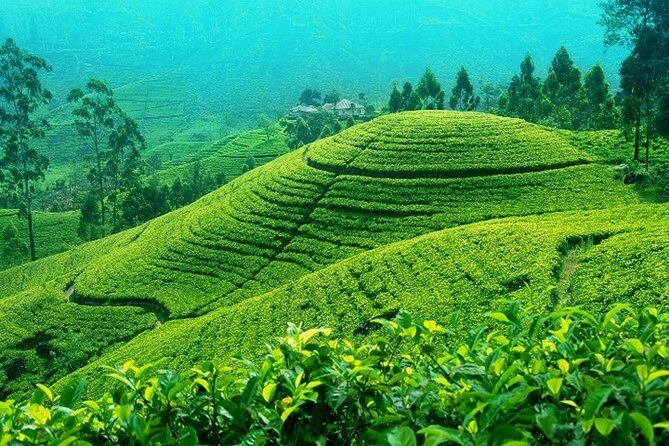 Darjeeling Tea Garden Tour - Who Should Consider This Tour?