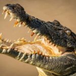 Darwin: Adelaide River Cruises, Jumping Crocodile Experience - Why This Tour Offers Good Value