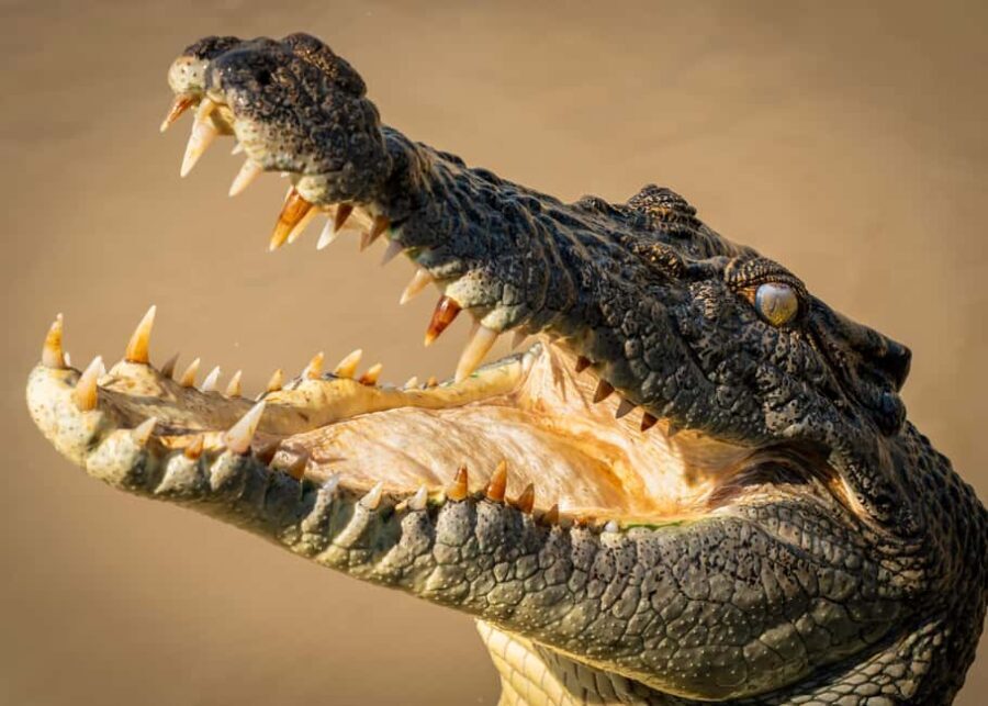 Darwin: Adelaide River Cruises, Jumping Crocodile Experience - Why This Tour Offers Good Value