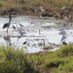 Darwin: Adelaide River Half-Day Jumping Crocs Cruise - Introduction to the Experience