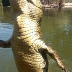 Darwin City Tour + Crocodile Cruise+Lunch Optional - Transportation, Group Size, and Overall Value