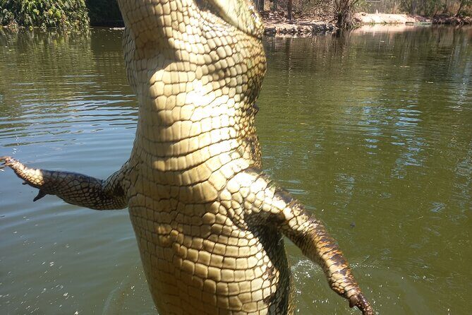 Darwin City Tour + Crocodile Cruise+Lunch Optional - Transportation, Group Size, and Overall Value