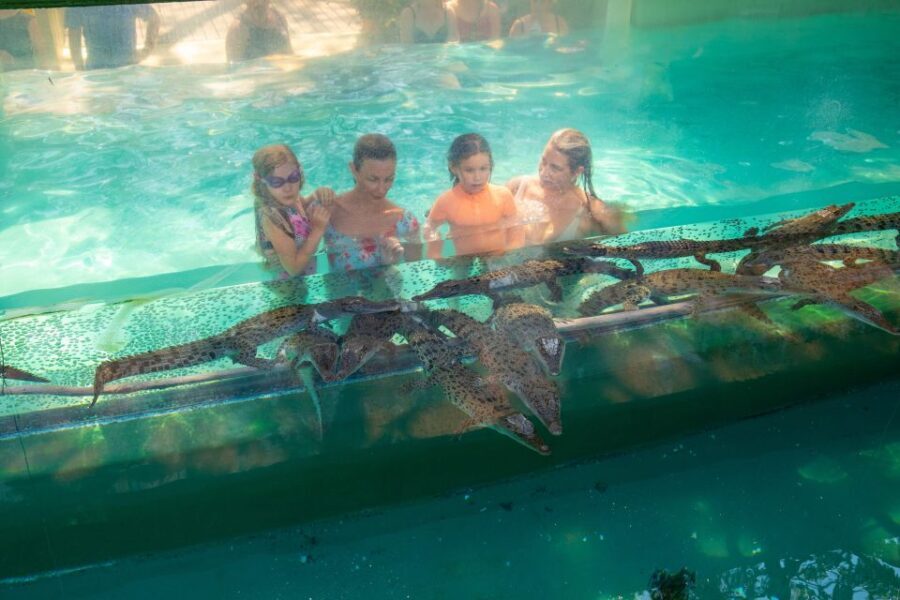 Darwin: Crocosaurus Cove Entry & Hop-on-Hop-Off Bus Tour - Detailed Breakdown of the Tour Experience