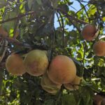 Darwin: Forage for an Outback Gourmet Feast & Sightseeing - Visiting the Private Tropical Garden