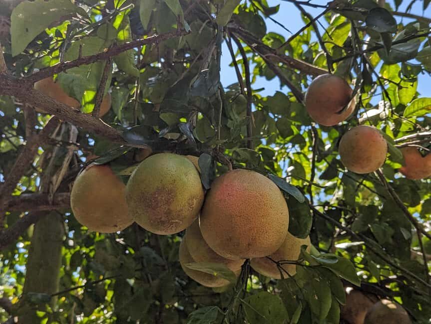 Darwin: Forage for an Outback Gourmet Feast & Sightseeing - Visiting the Private Tropical Garden