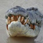 Darwin: Jumping Crocodile Adventure Cruise with Lunch - Does the Tour Offer Value for Money?