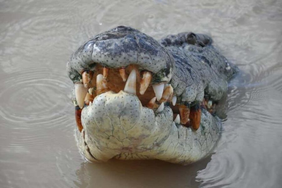 Darwin: Jumping Crocodile Adventure Cruise with Lunch - Does the Tour Offer Value for Money?