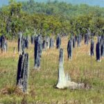 Darwin: Litchfield Park Sub-Tropical Escape - A Private tour - The Journey to Litchfield National Park