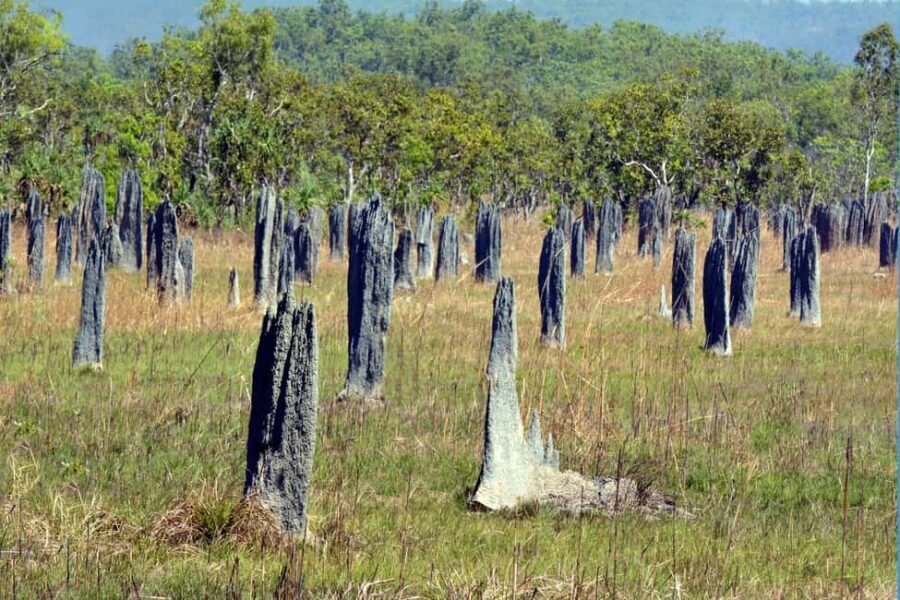 Darwin: Litchfield Park Sub-Tropical Escape - A Private tour - The Journey to Litchfield National Park