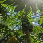 Darwin: Private Forage for an Outback Feast & Sightseeing - Visiting the Private Tropical Garden: A Botanical Wonderland