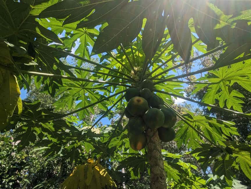 Darwin: Private Forage for an Outback Feast & Sightseeing - Visiting the Private Tropical Garden: A Botanical Wonderland