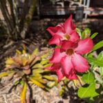 Darwin: Tropical Gardens, Outback Gourmet Meal & Sightseeing - Final Thoughts