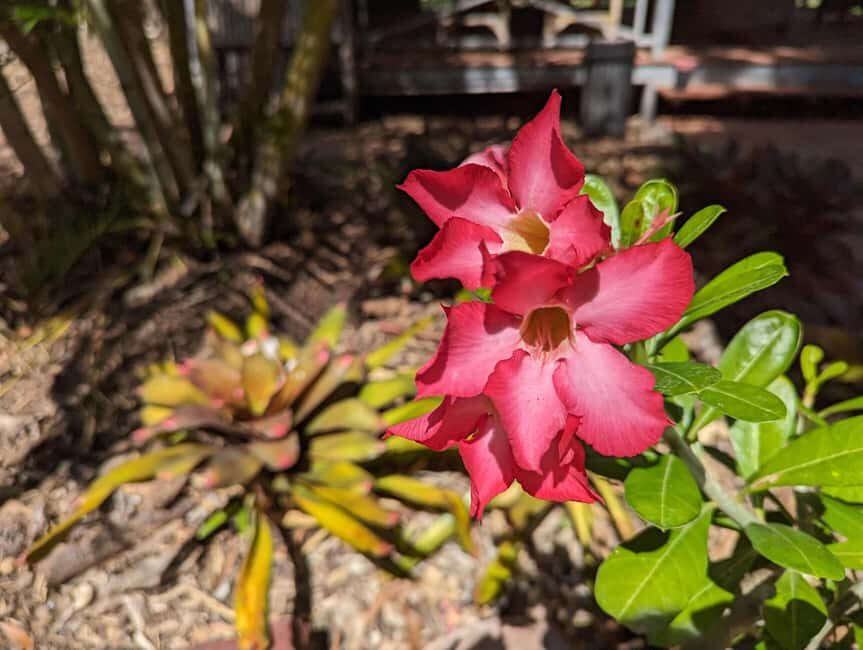 Darwin: Tropical Gardens, Outback Gourmet Meal & Sightseeing - Final Thoughts